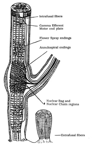 THE PHYSIOLOGY AND PROPOSED HYPOTHESIS OF WORKING MUSCLES