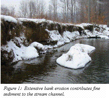 Choconut Creek Restoration 2